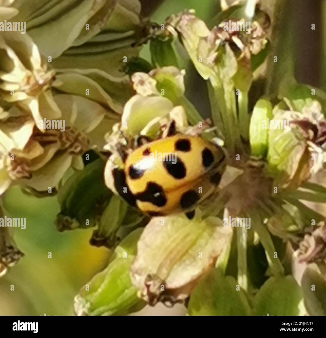 Notated Lady Beetle (Ceratomegilla notata Stock Photo - Alamy