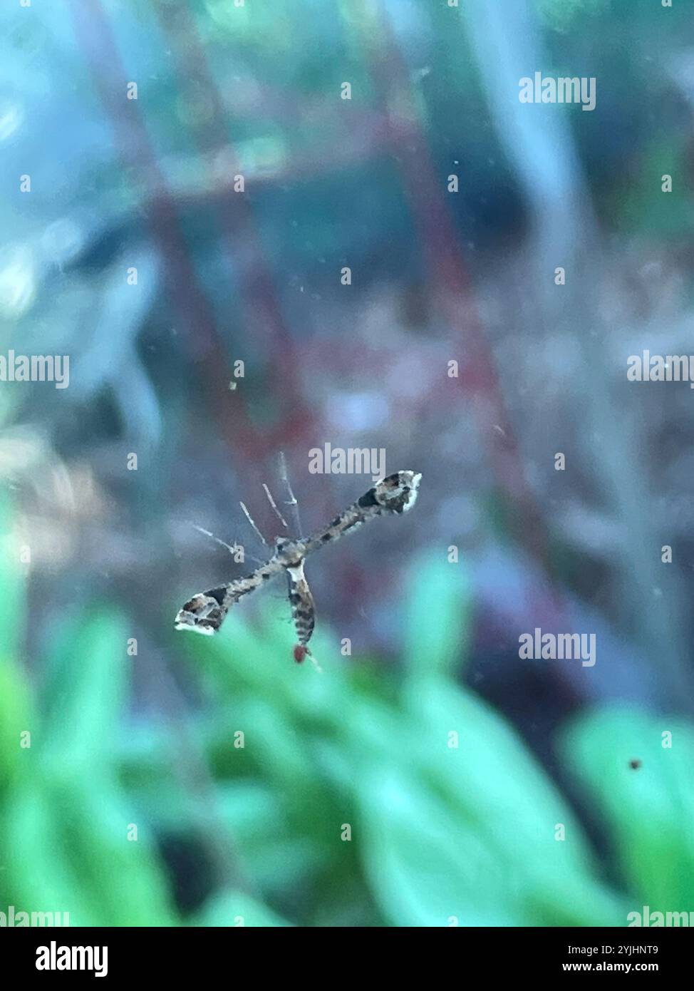 Geranium plume moth hi-res stock photography and images - Alamy