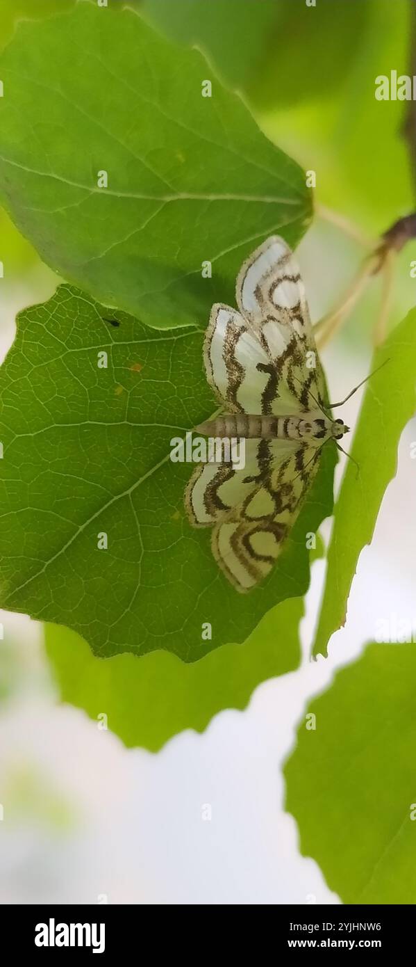 Beautiful China-mark (Nymphula nitidulata Stock Photo - Alamy