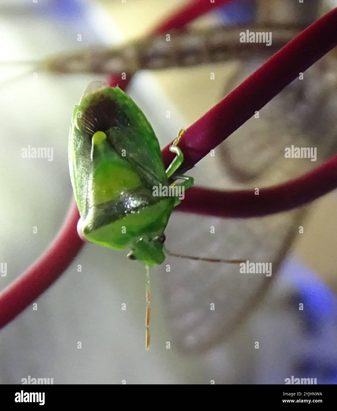 Green Burgundy Stink Bug (Banasa dimidiata Stock Photo - Alamy