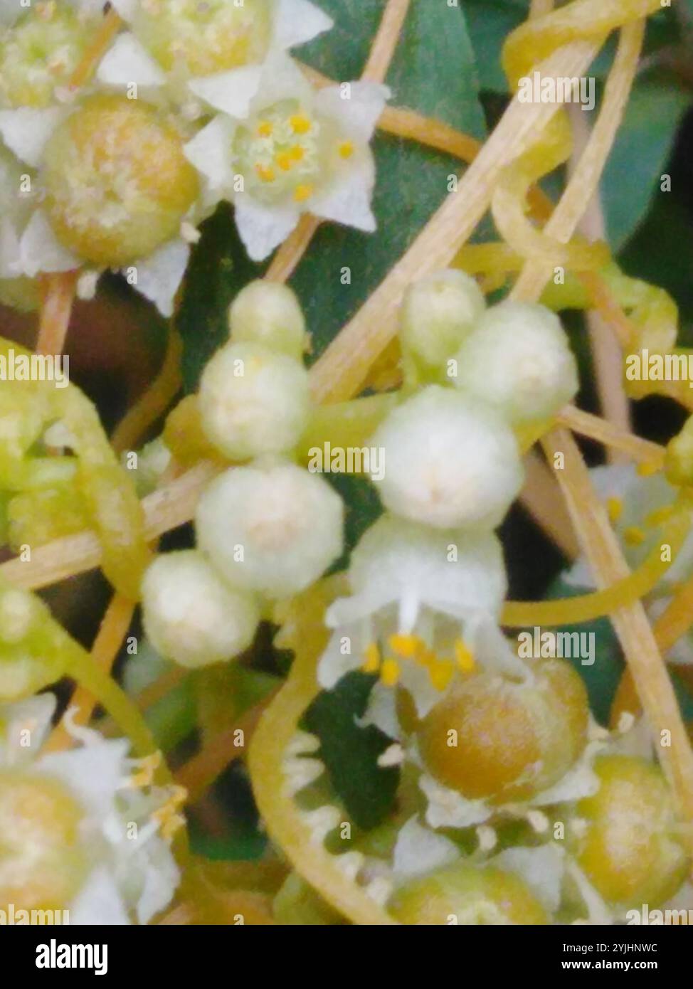 Field Dodder (Cuscuta campestris Stock Photo - Alamy
