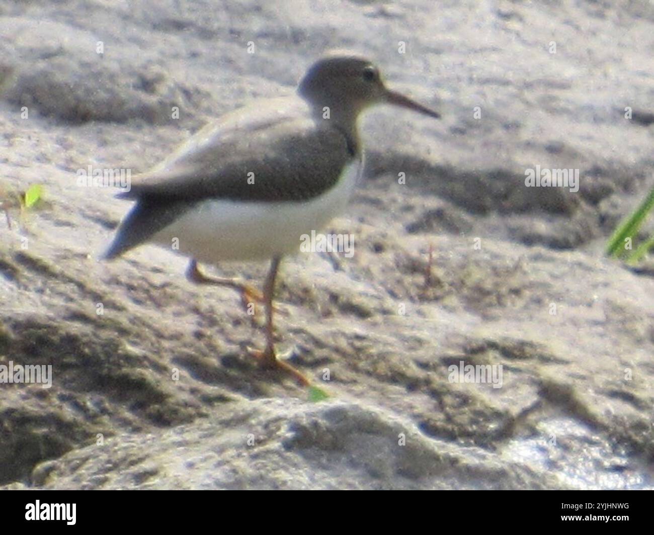 Spotted Sandpiper (Actitis macularius Stock Photo - Alamy