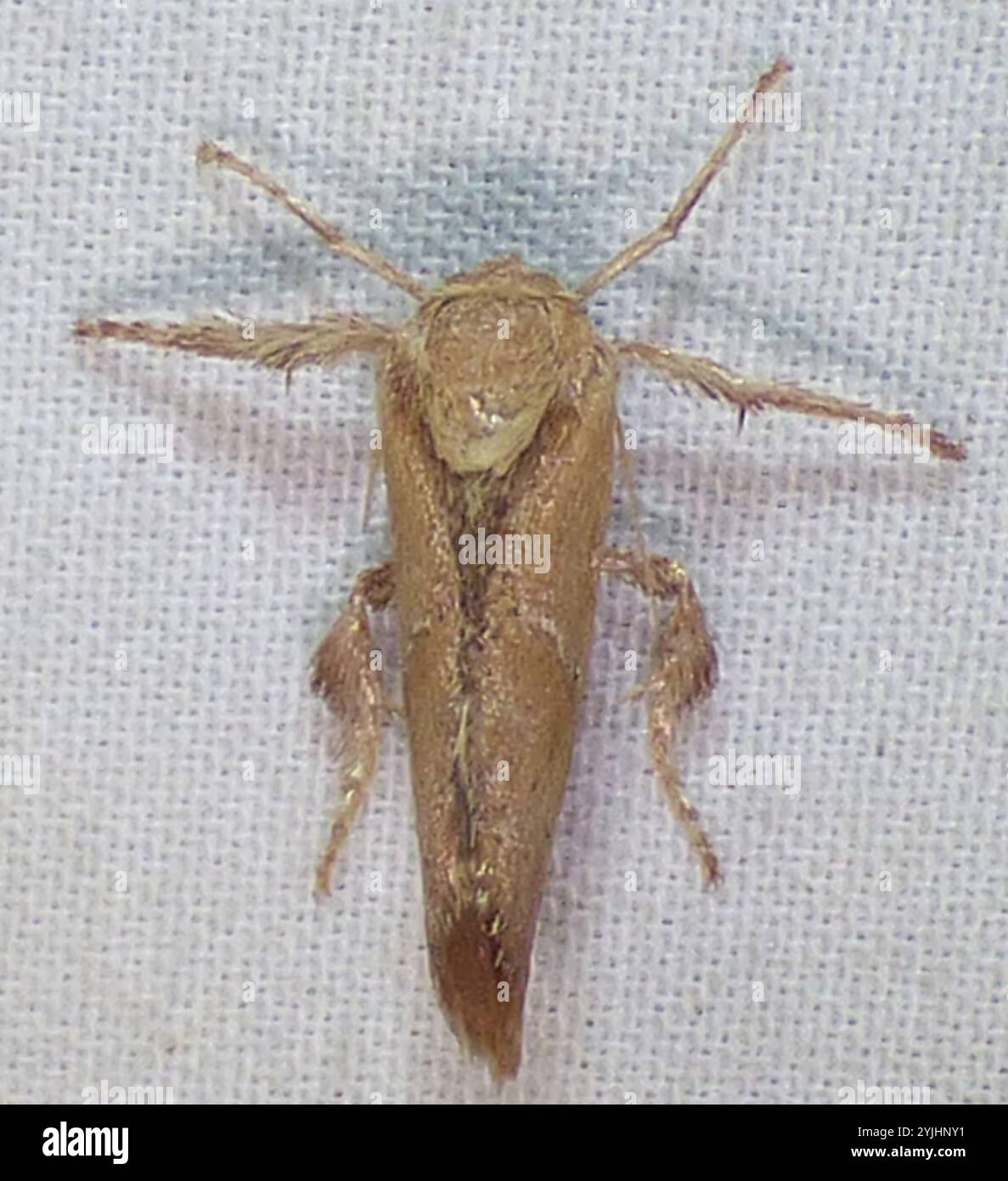 Long-horned Slug Moth (Adoneta bicaudata Stock Photo - Alamy