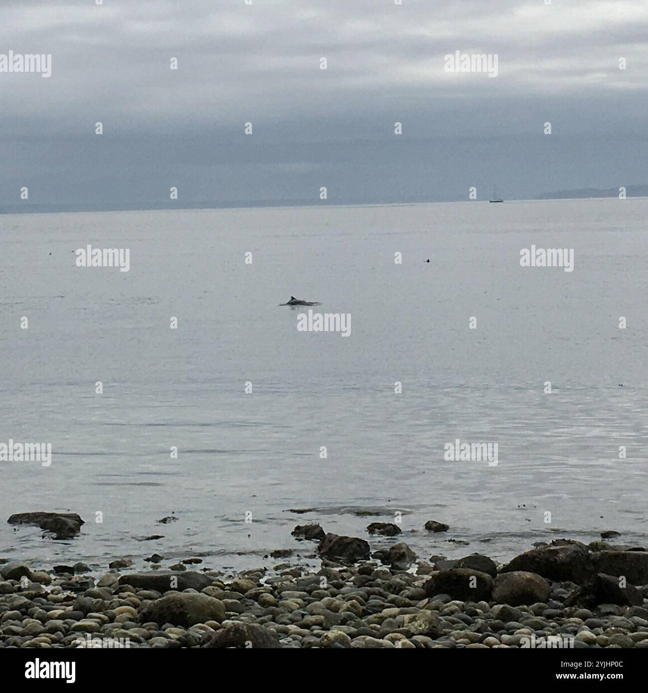 Harbour Porpoise (Phocoena phocoena Stock Photo - Alamy