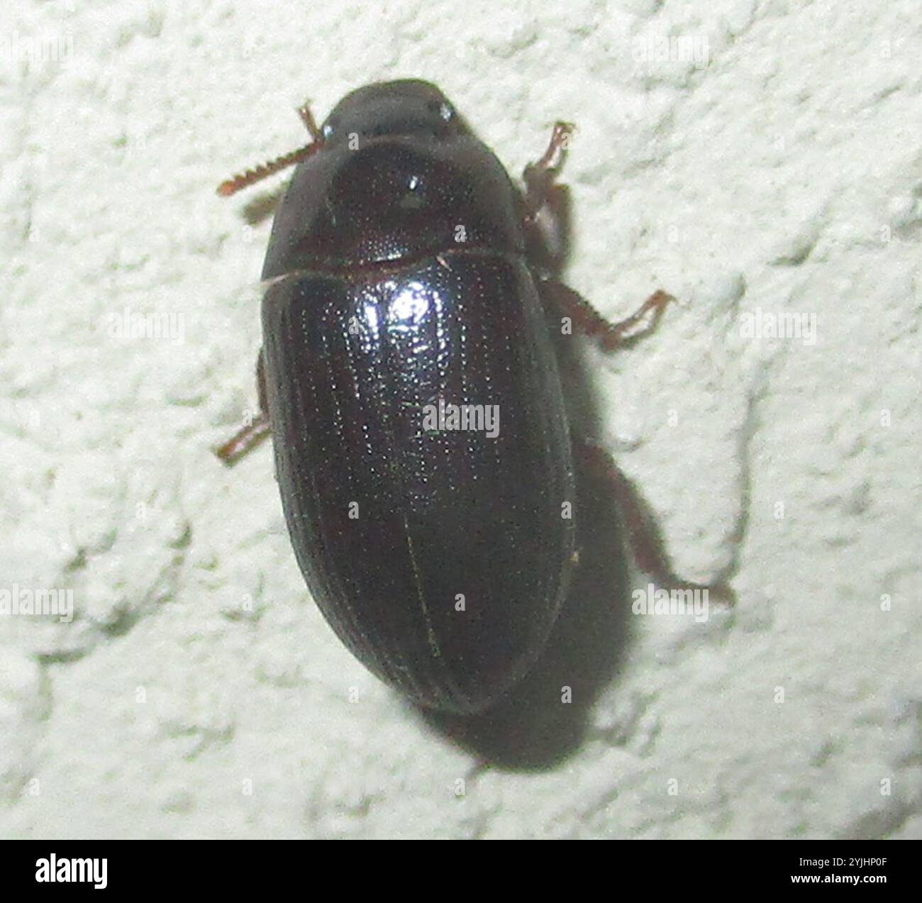 Darkling Beetles (Tenebrionidae Stock Photo - Alamy