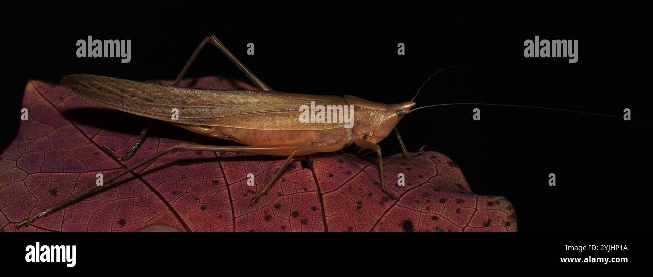 False Robust Conehead (Neoconocephalus bivocatus Stock Photo - Alamy