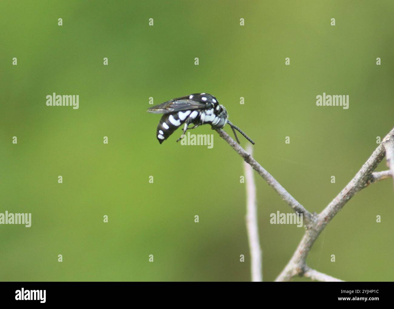 Indomalayan hi-res stock photography and images - Alamy