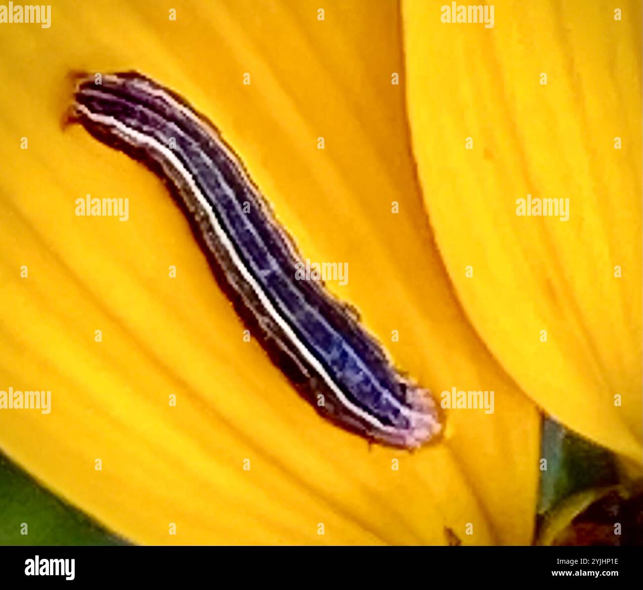 Yellow striped armyworm hi-res stock photography and images - Alamy