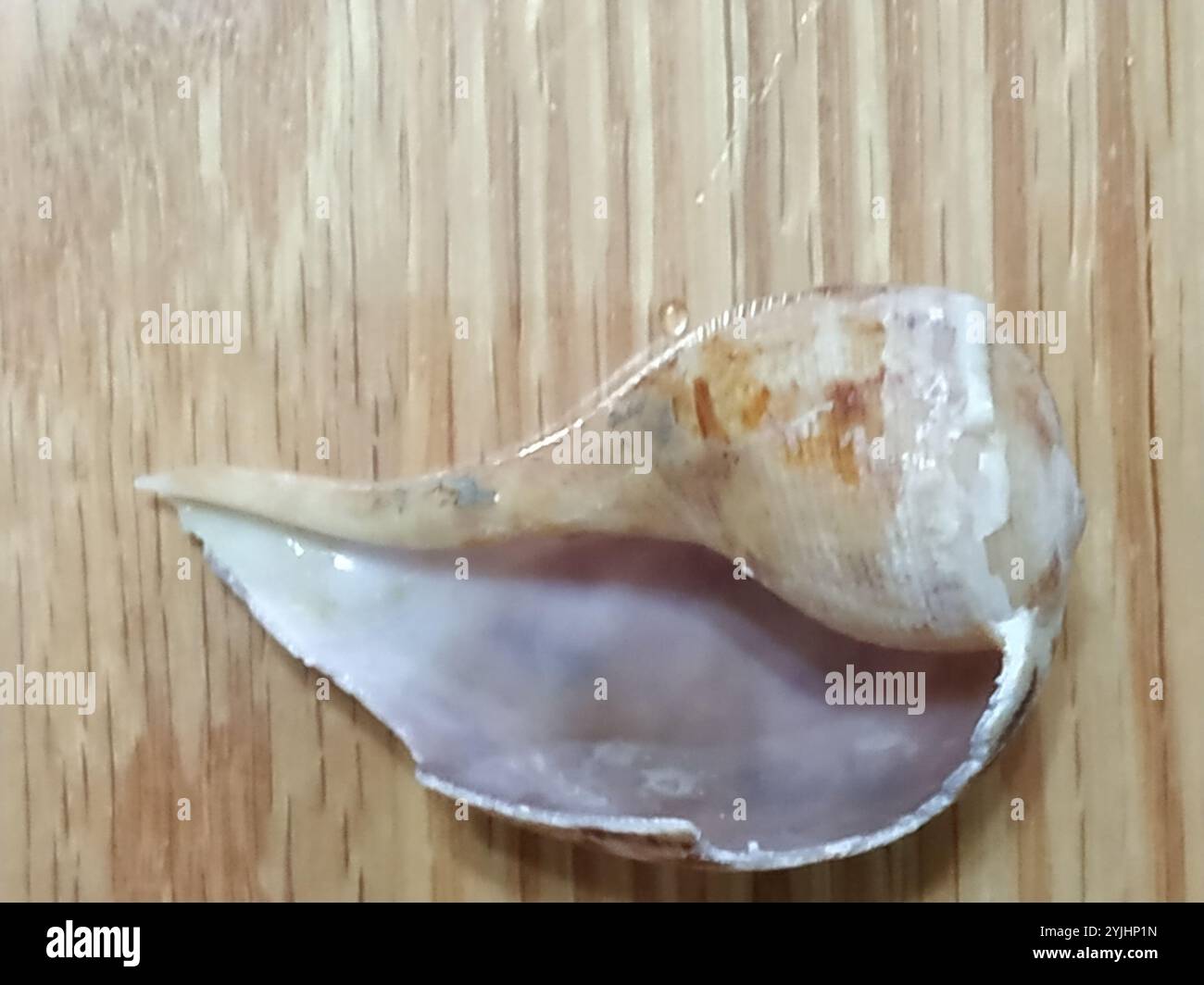 True Fig Shell (Ficus variegata Stock Photo - Alamy