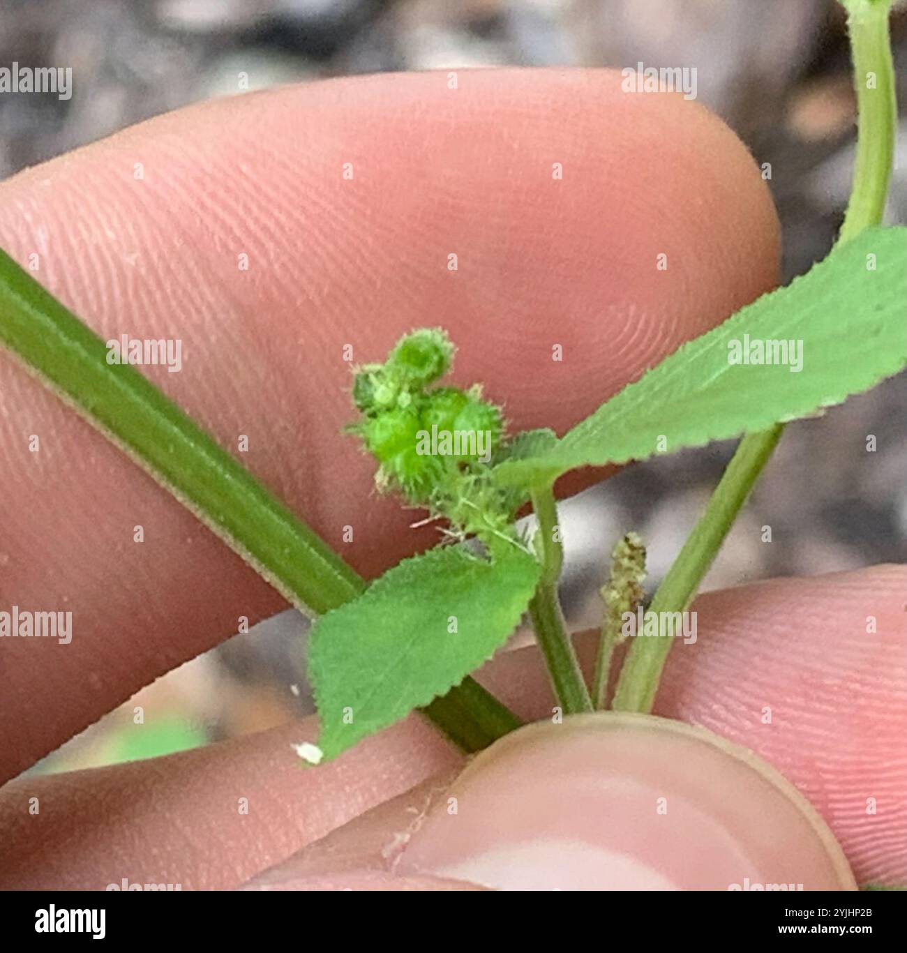 Cuban copperleaf (Acalypha setosa Stock Photo - Alamy