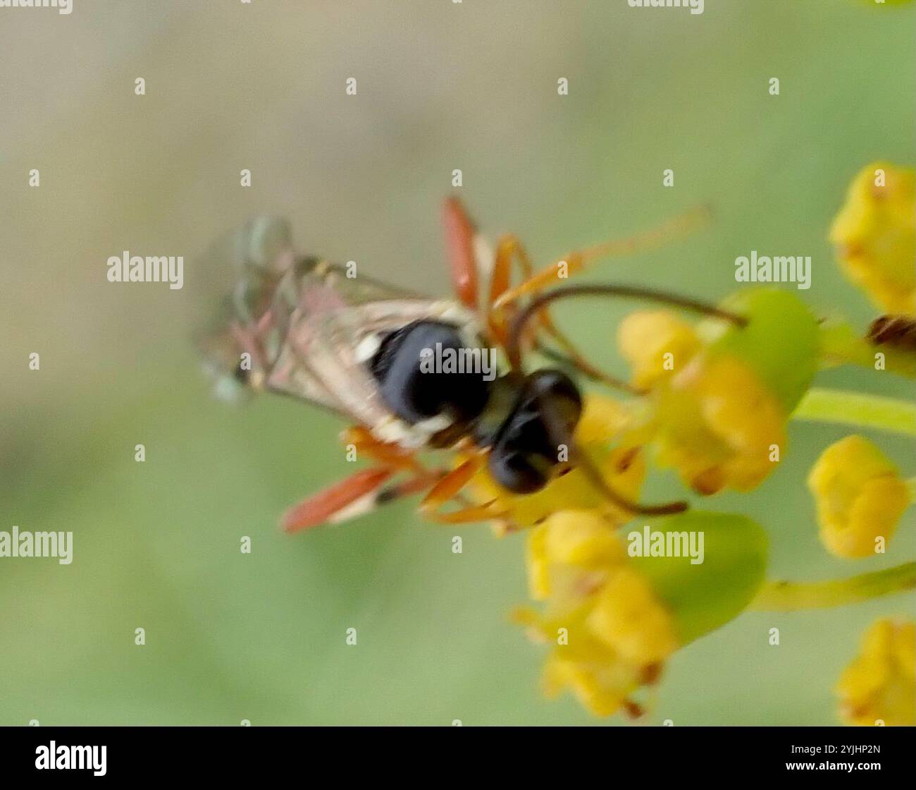Diplazon laetatorius hi-res stock photography and images - Alamy