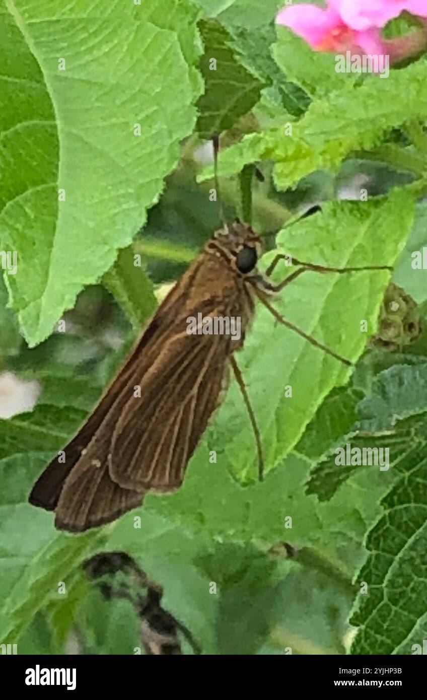 Ocola hi-res stock photography and images - Alamy