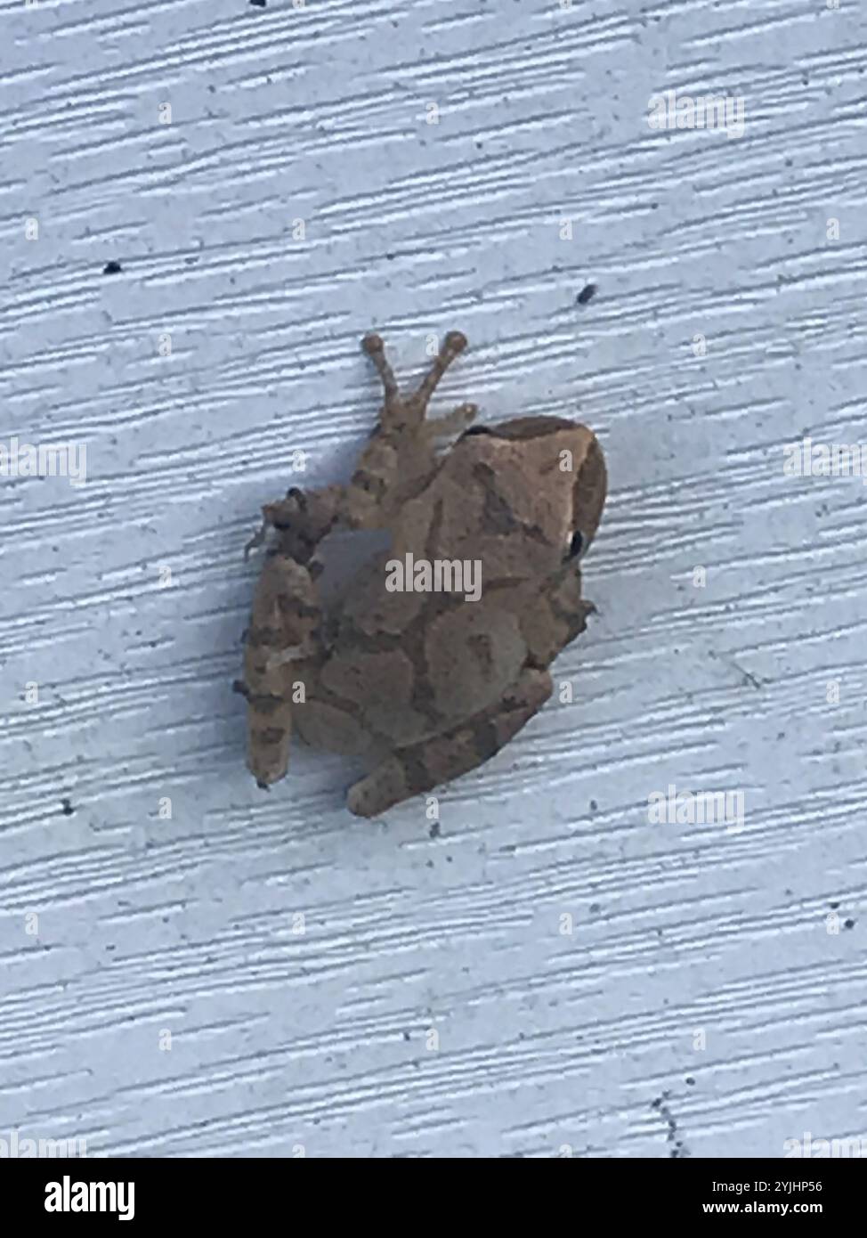 Spring Peeper (Pseudacris crucifer Stock Photo - Alamy