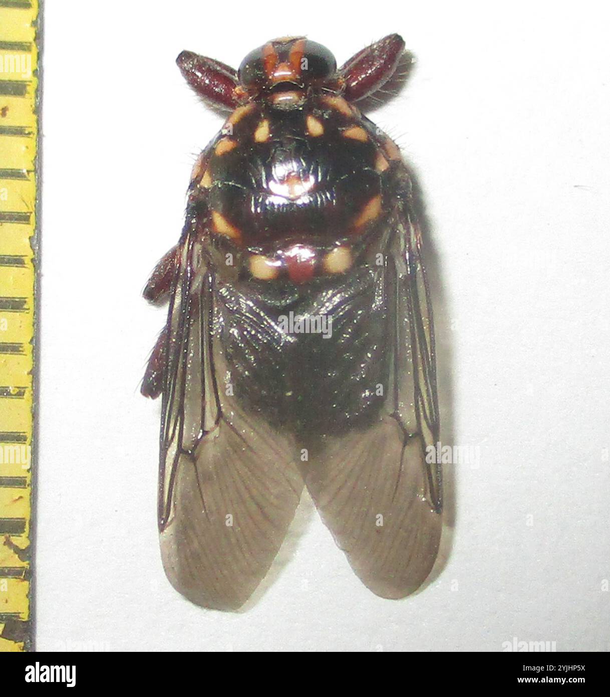 Cattle Louse Fly (Hippobosca rufipes Stock Photo - Alamy