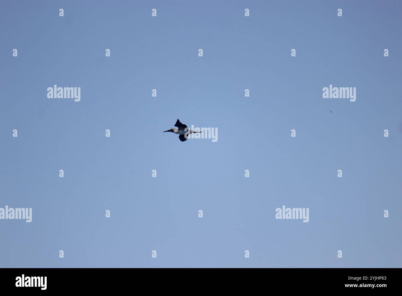 Boobies and Gannets (Sulidae Stock Photo - Alamy