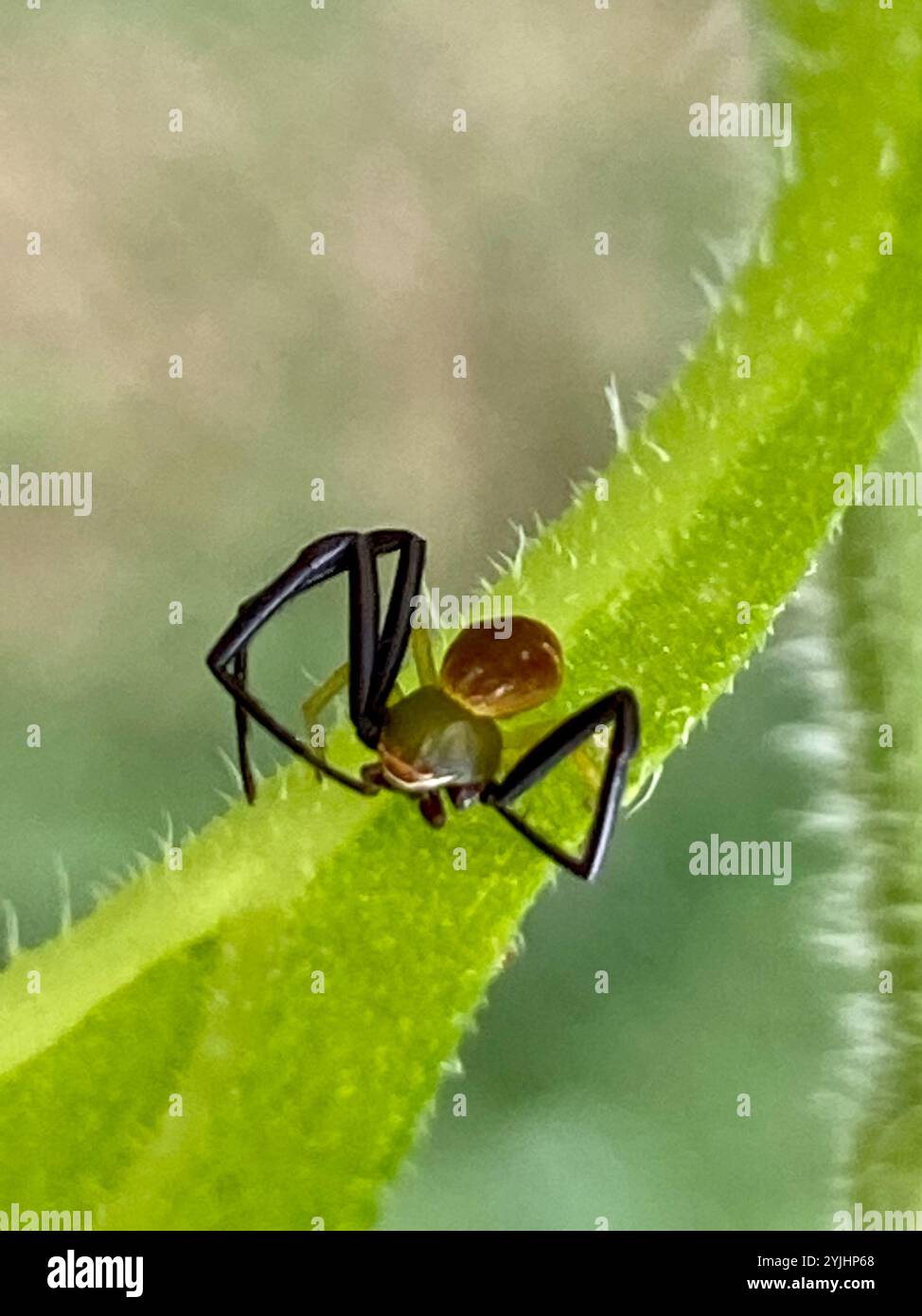 White-banded Crab Spider (Misumenoides formosipes Stock Photo - Alamy