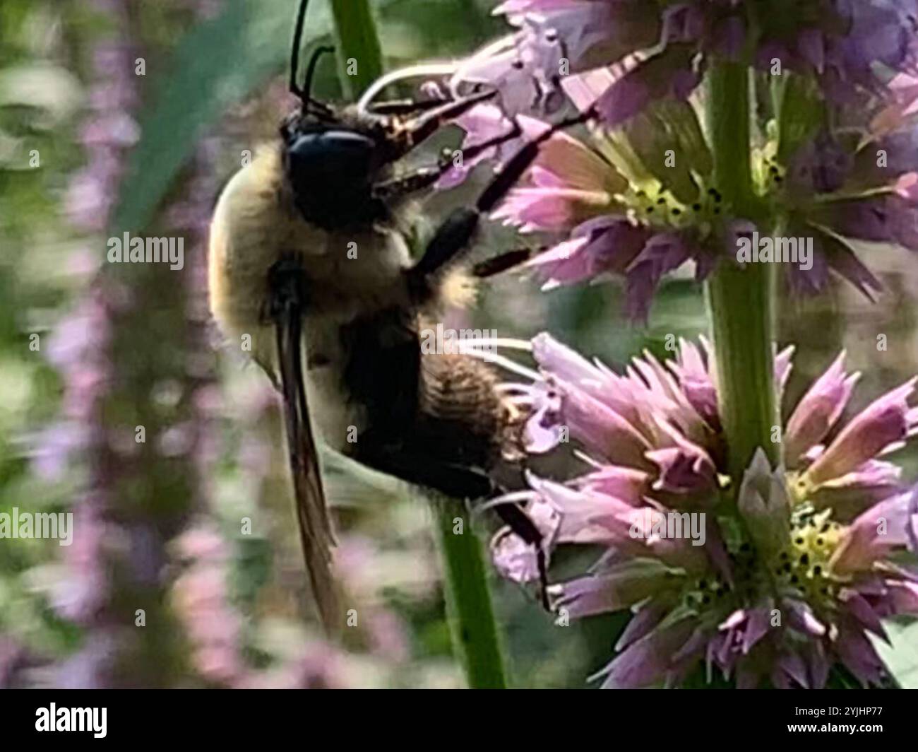 Brown-belted Bumble Bee (Bombus griseocollis Stock Photo - Alamy