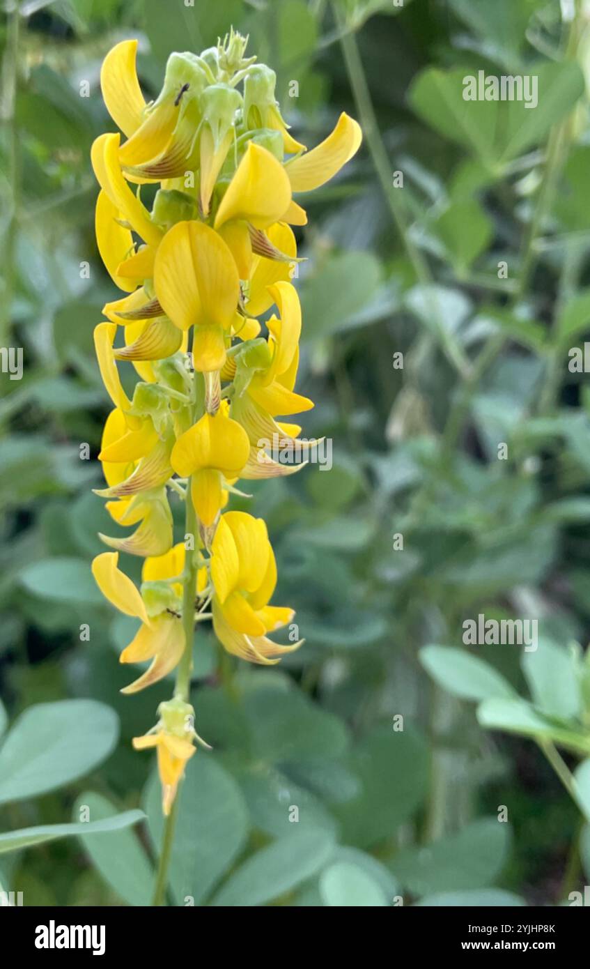 Crotalaria pallida hi-res stock photography and images - Alamy
