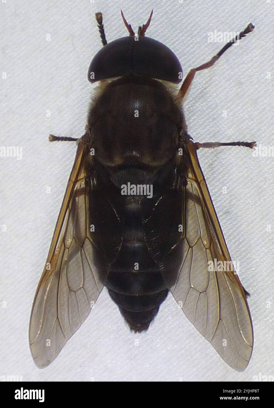 True Horse Flies (Tabanus Stock Photo - Alamy