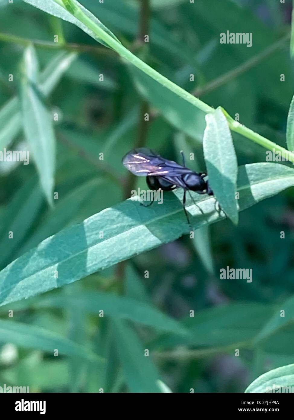 fusca-group Field Ants and Allies (Formica fusca Stock Photo - Alamy