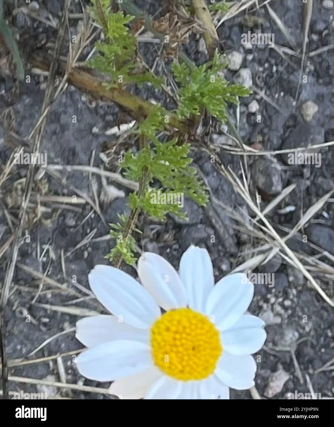 Stinking chamomile (Anthemis cotula Stock Photo - Alamy