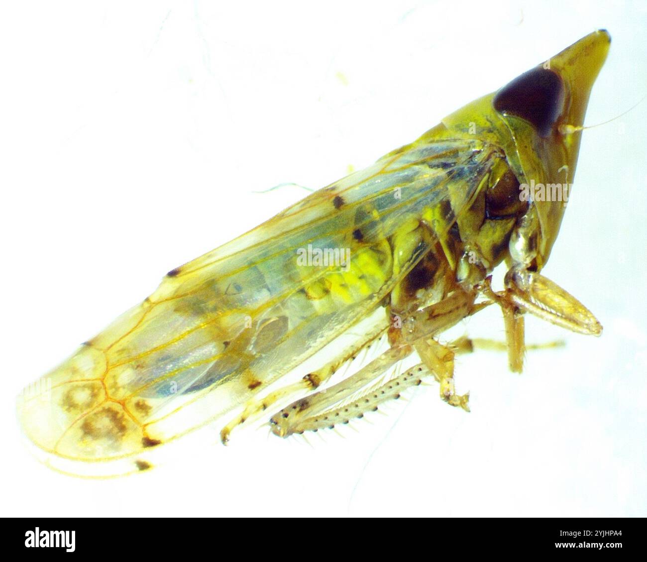 Japanese Maple Leafhopper (Japananus hyalinus Stock Photo - Alamy