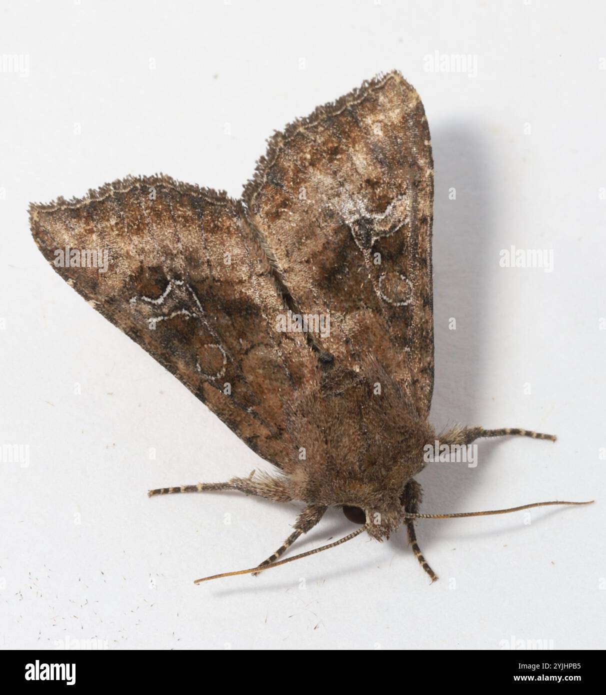 Veiled Ear Moth (Loscopia velata Stock Photo - Alamy