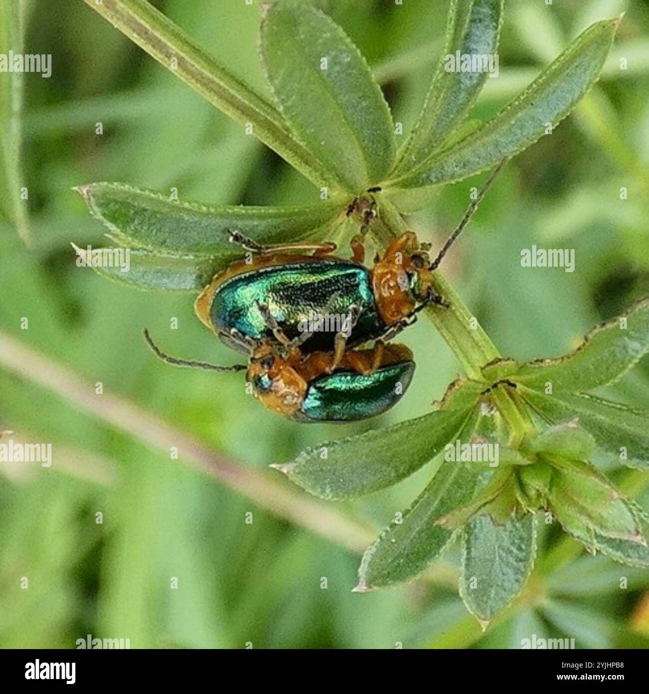 Halensis hi-res stock photography and images - Alamy