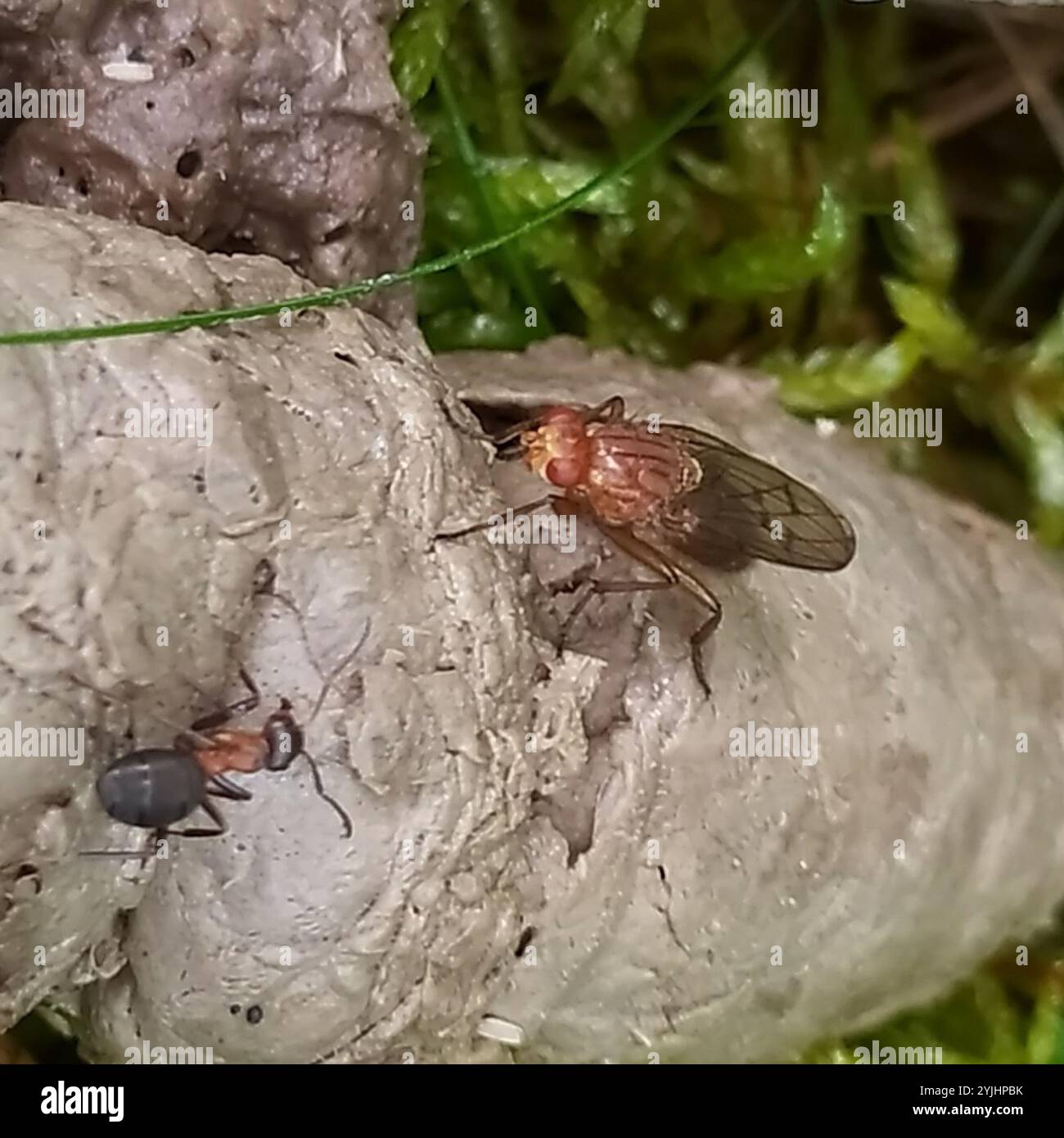 Hooded Dryomyza (Dryomyza anilis Stock Photo - Alamy