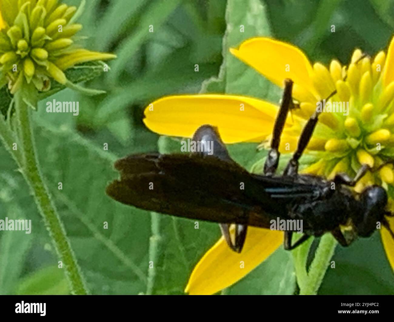 Great Black Digger Wasp (Sphex pensylvanicus Stock Photo - Alamy