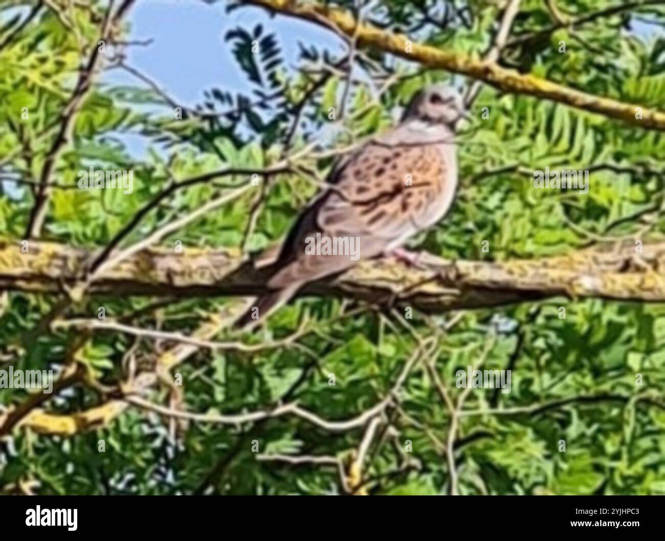 European Turtle-Dove (Streptopelia turtur Stock Photo - Alamy