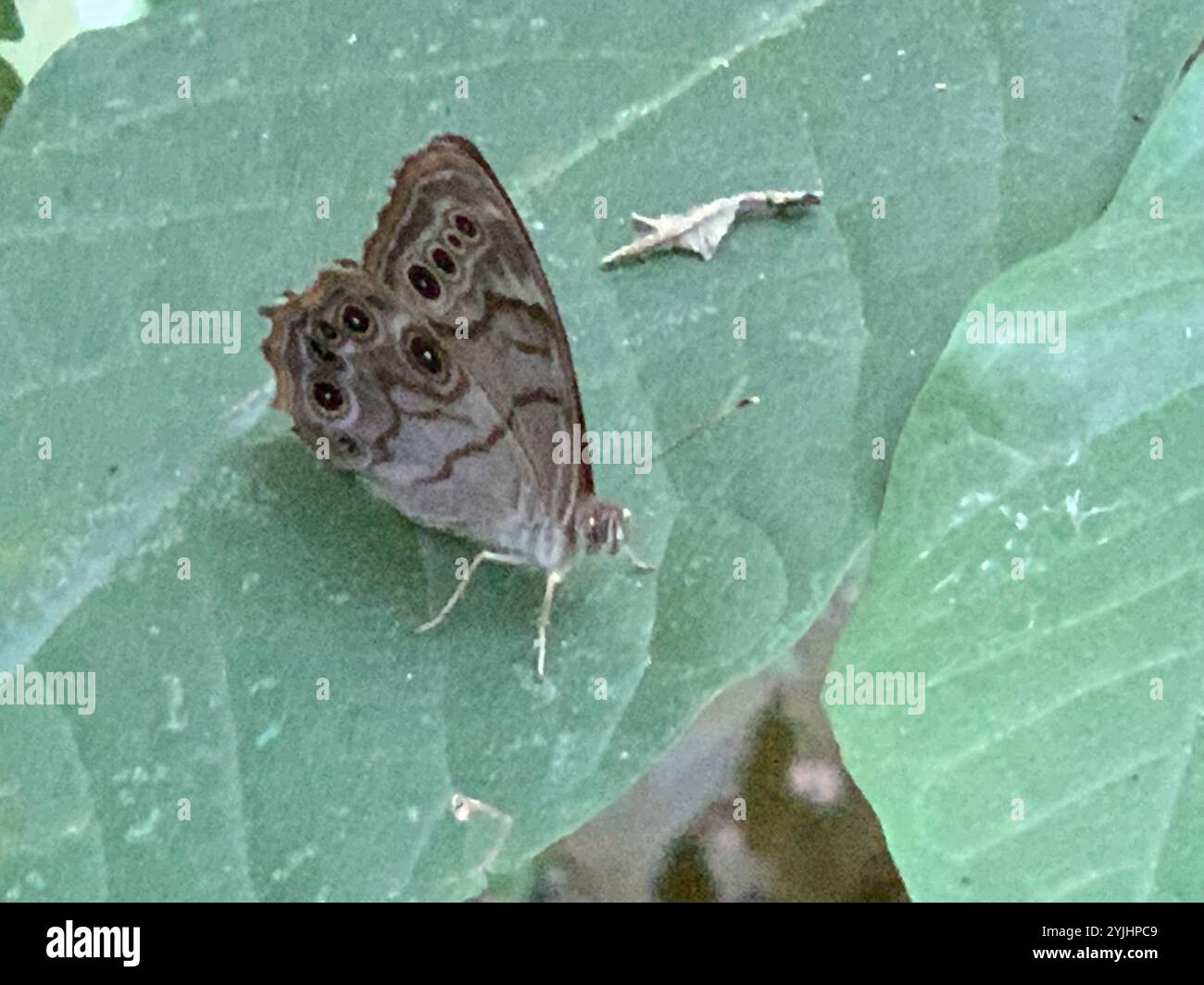 Northern Pearly-eye (Lethe anthedon Stock Photo - Alamy