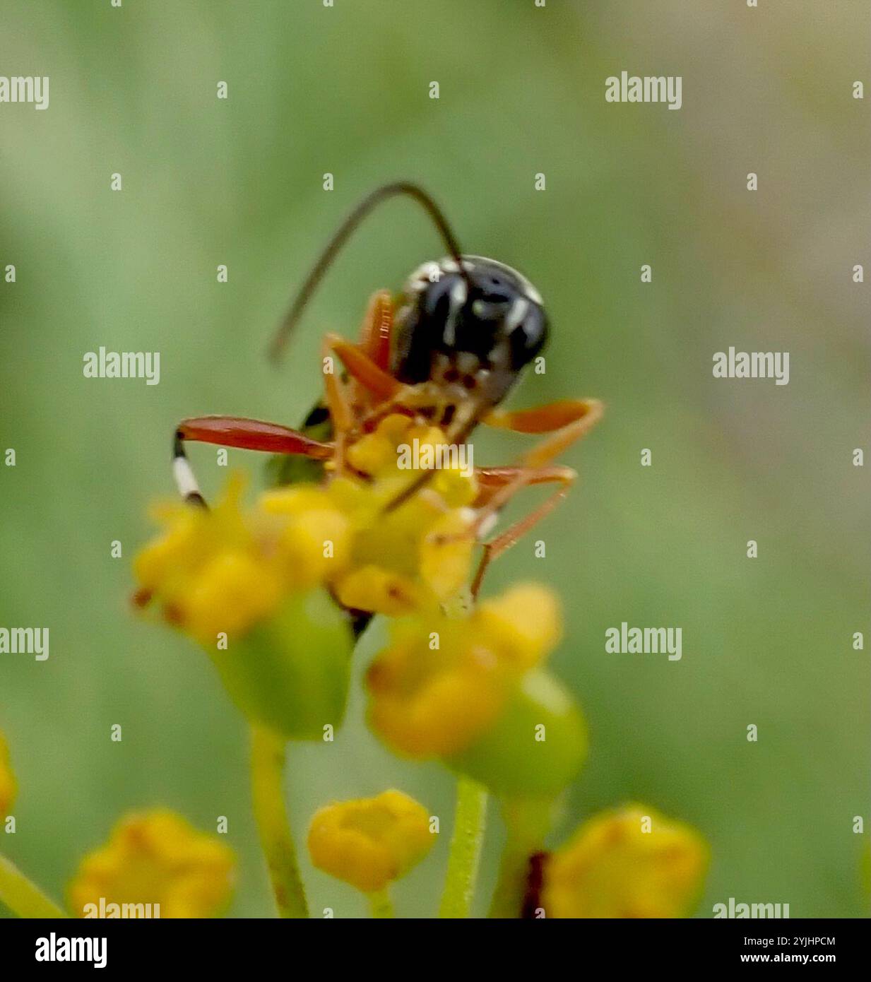 Diplazon laetatorius hi-res stock photography and images - Alamy