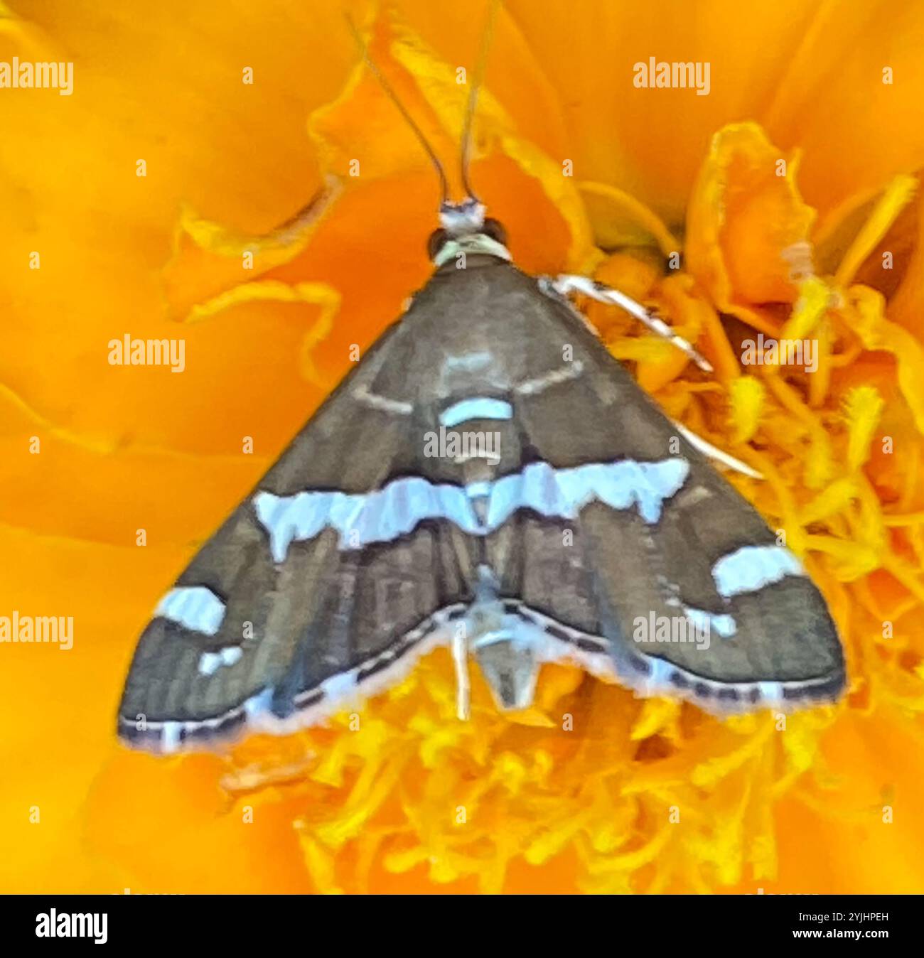 Hawaiian beet webworm moth hi-res stock photography and images - Alamy