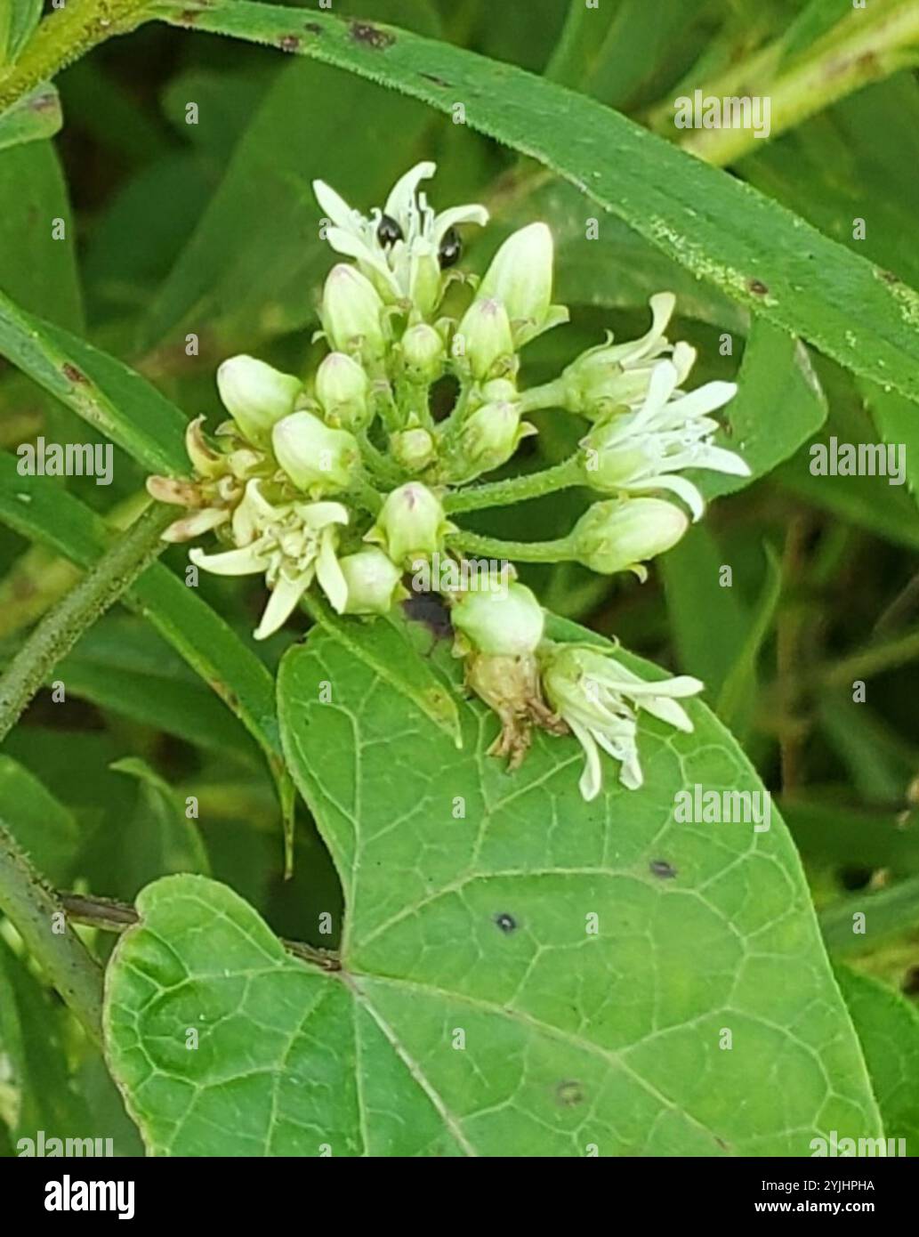honey-vine climbing milkweed (Cynanchum laeve Stock Photo - Alamy