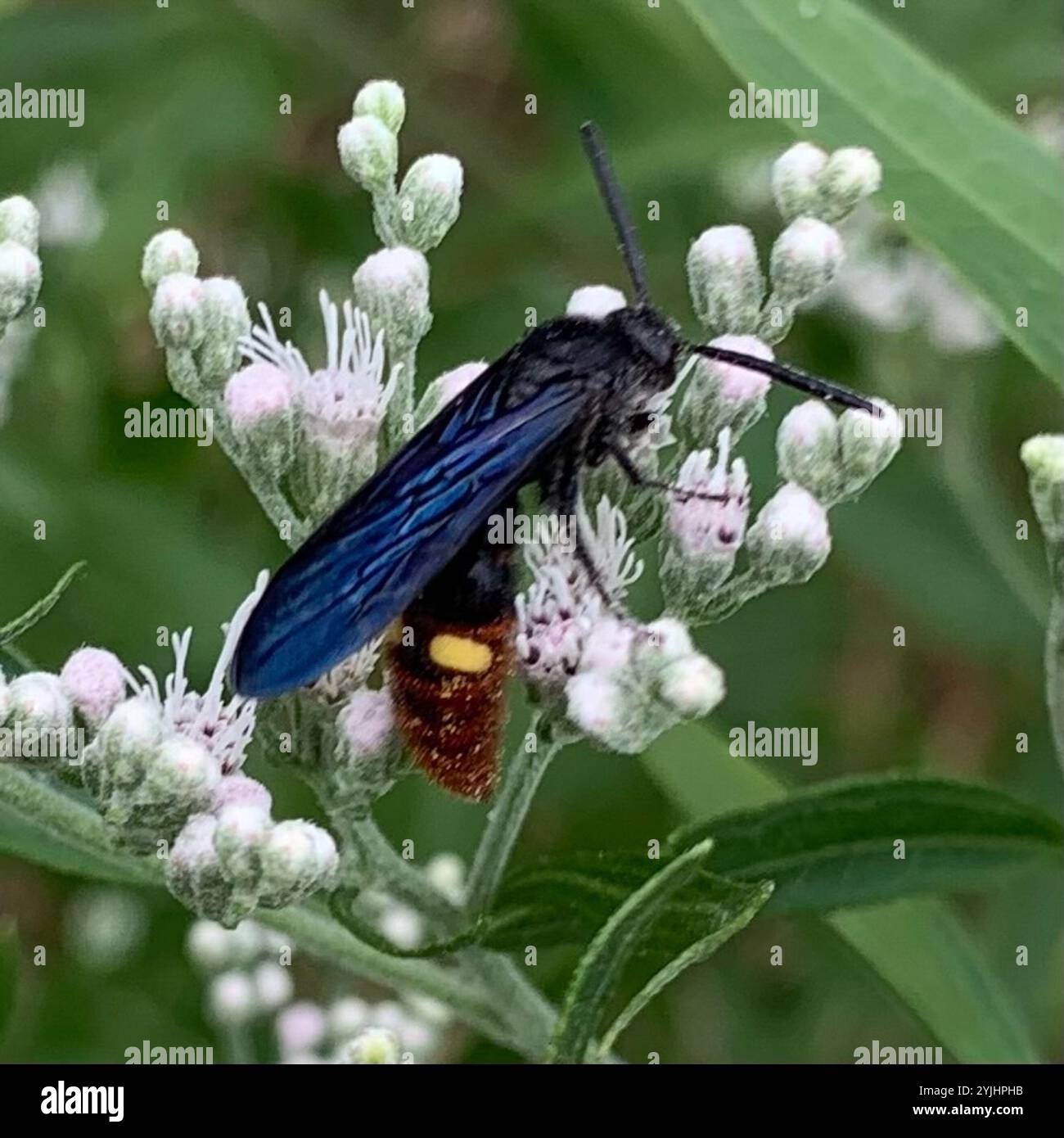 Two-spotted Scoliid Wasp (Scolia dubia dubia Stock Photo - Alamy