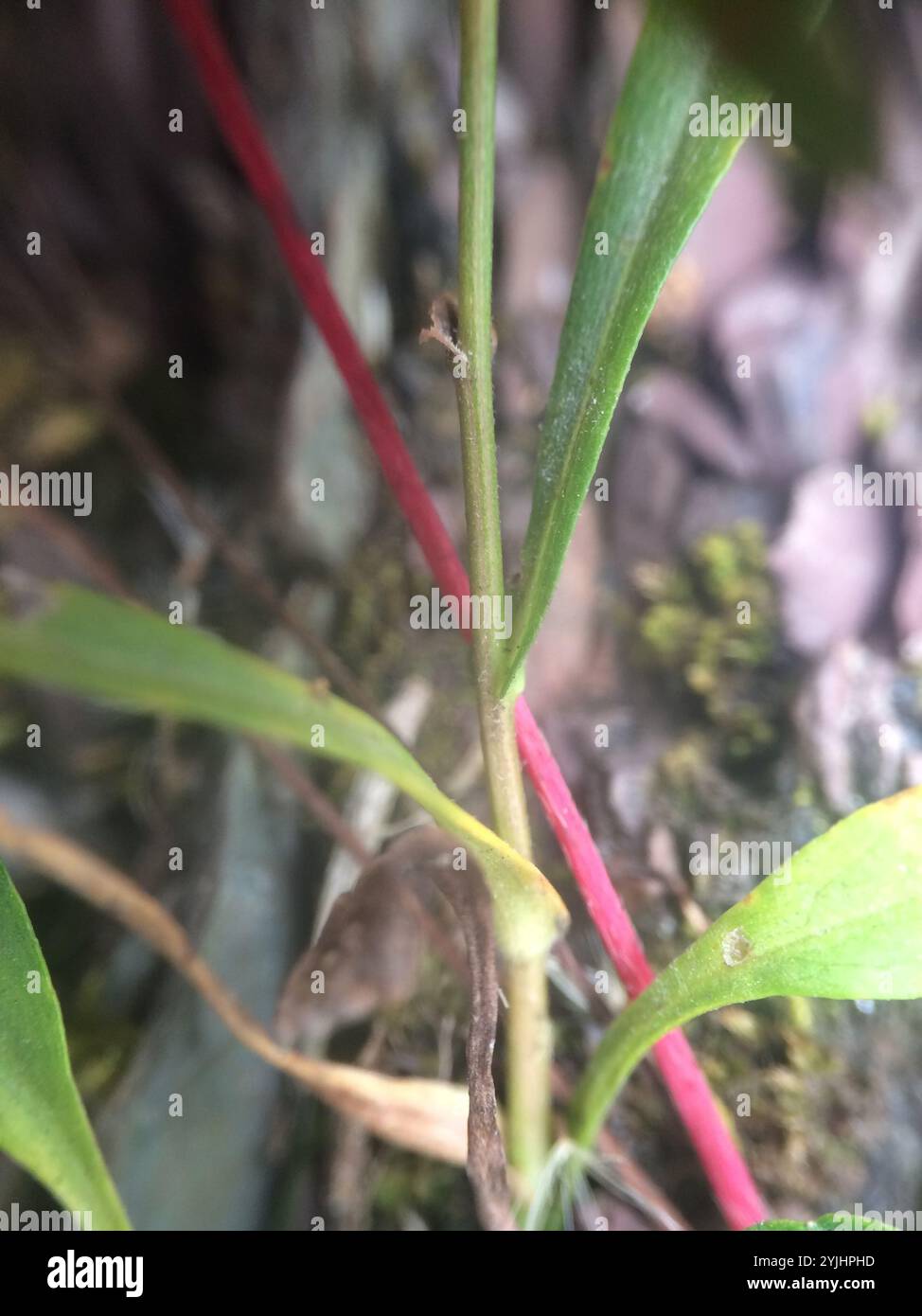 Tradescant's aster (Symphyotrichum tradescantii Stock Photo - Alamy