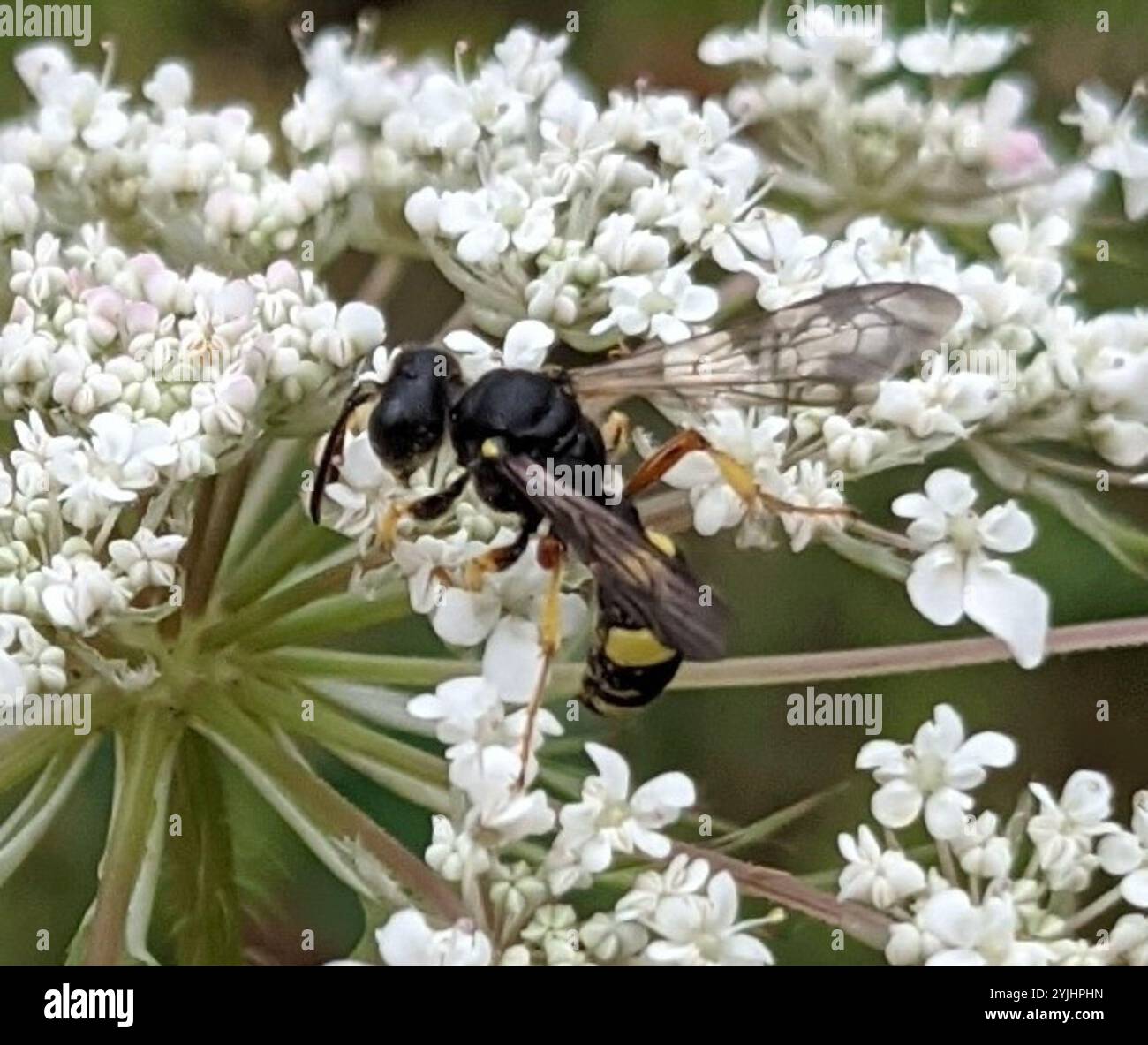 Ornate-tailed Digger Wasp (Cerceris rybyensis Stock Photo - Alamy