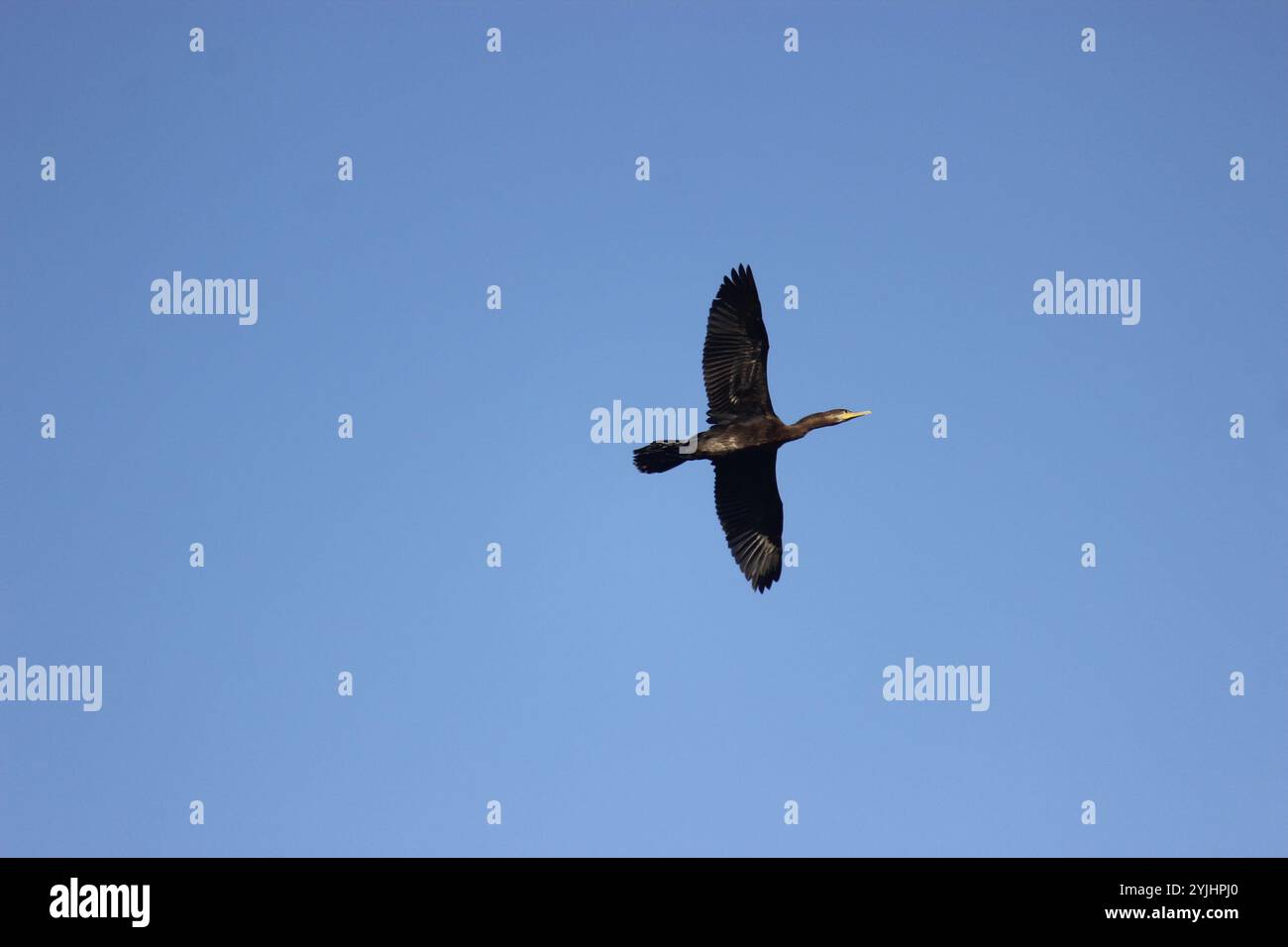 Neotropic Cormorant (Nannopterum brasilianum Stock Photo - Alamy