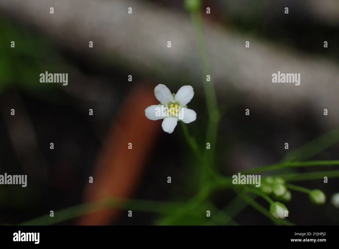 seaside brookweed (Samolus parviflorus Stock Photo - Alamy