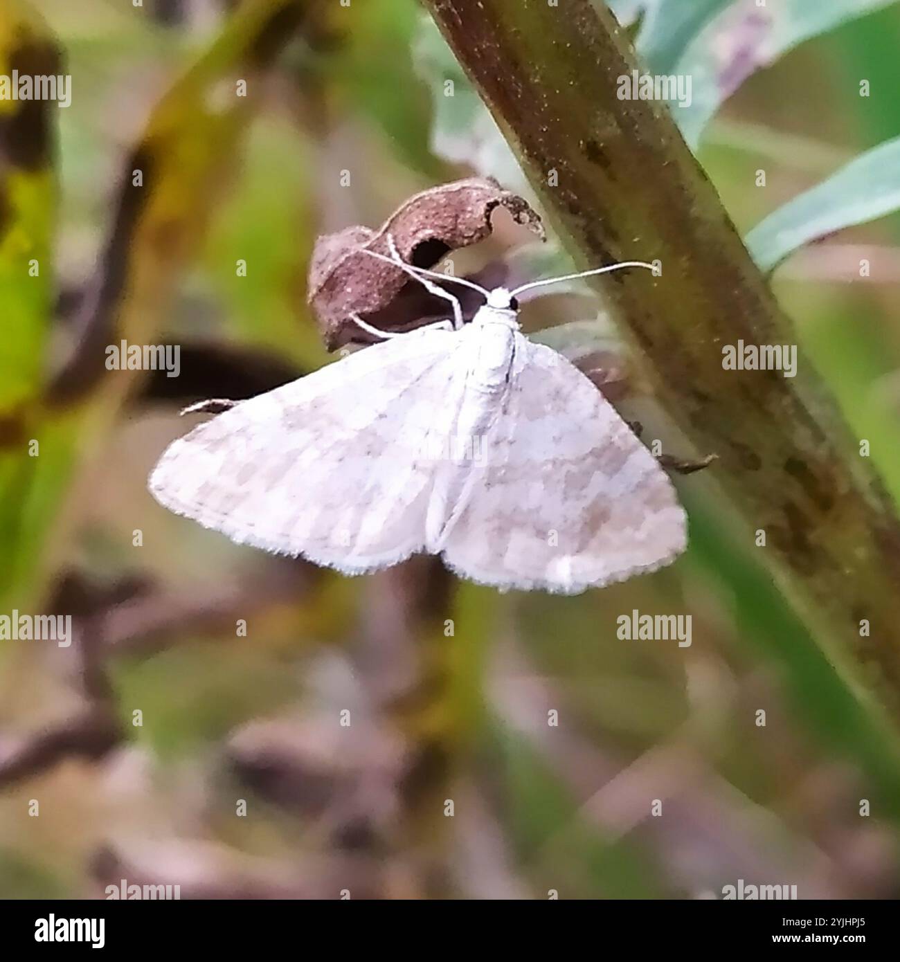 Grass Rivulet (Perizoma albulata Stock Photo - Alamy