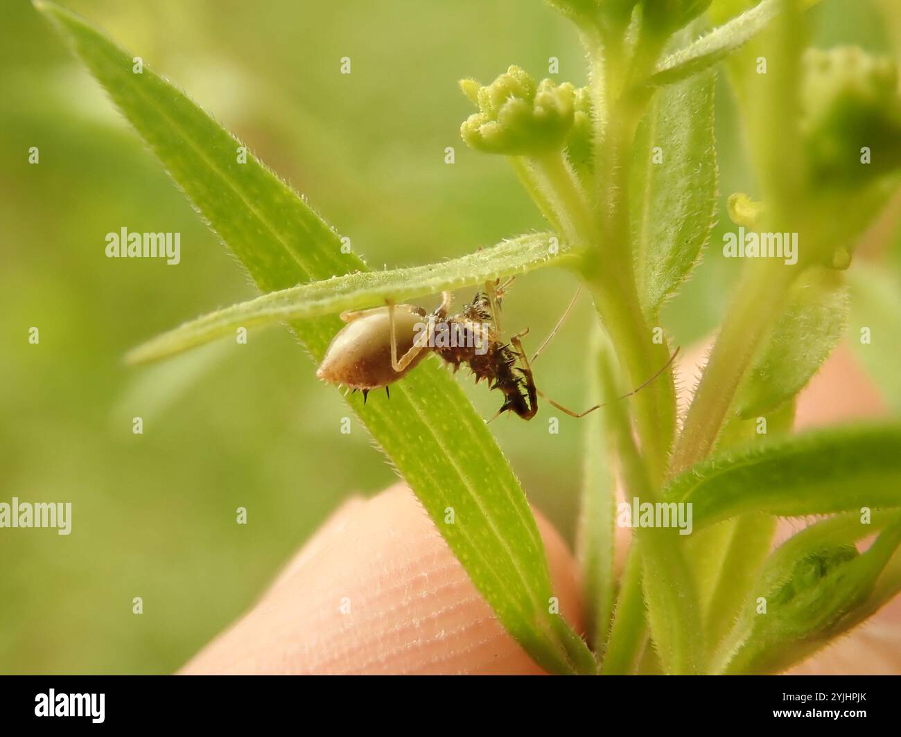 Spiny Assassin Bug (Sinea spinipes Stock Photo - Alamy