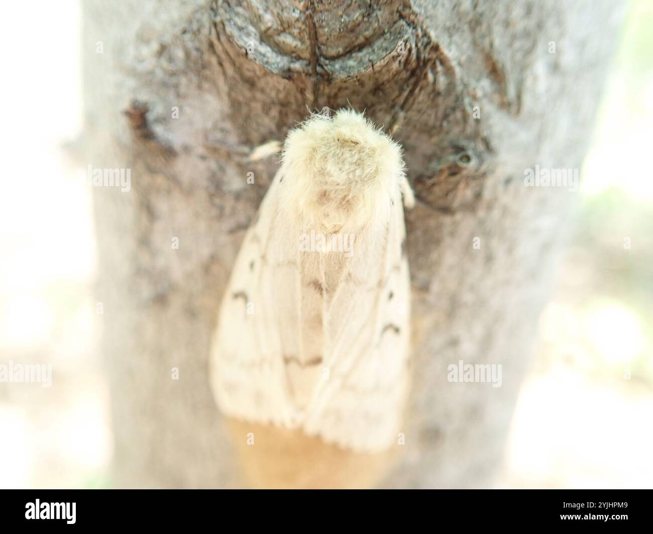 Spongy Moth (Lymantria dispar Stock Photo - Alamy