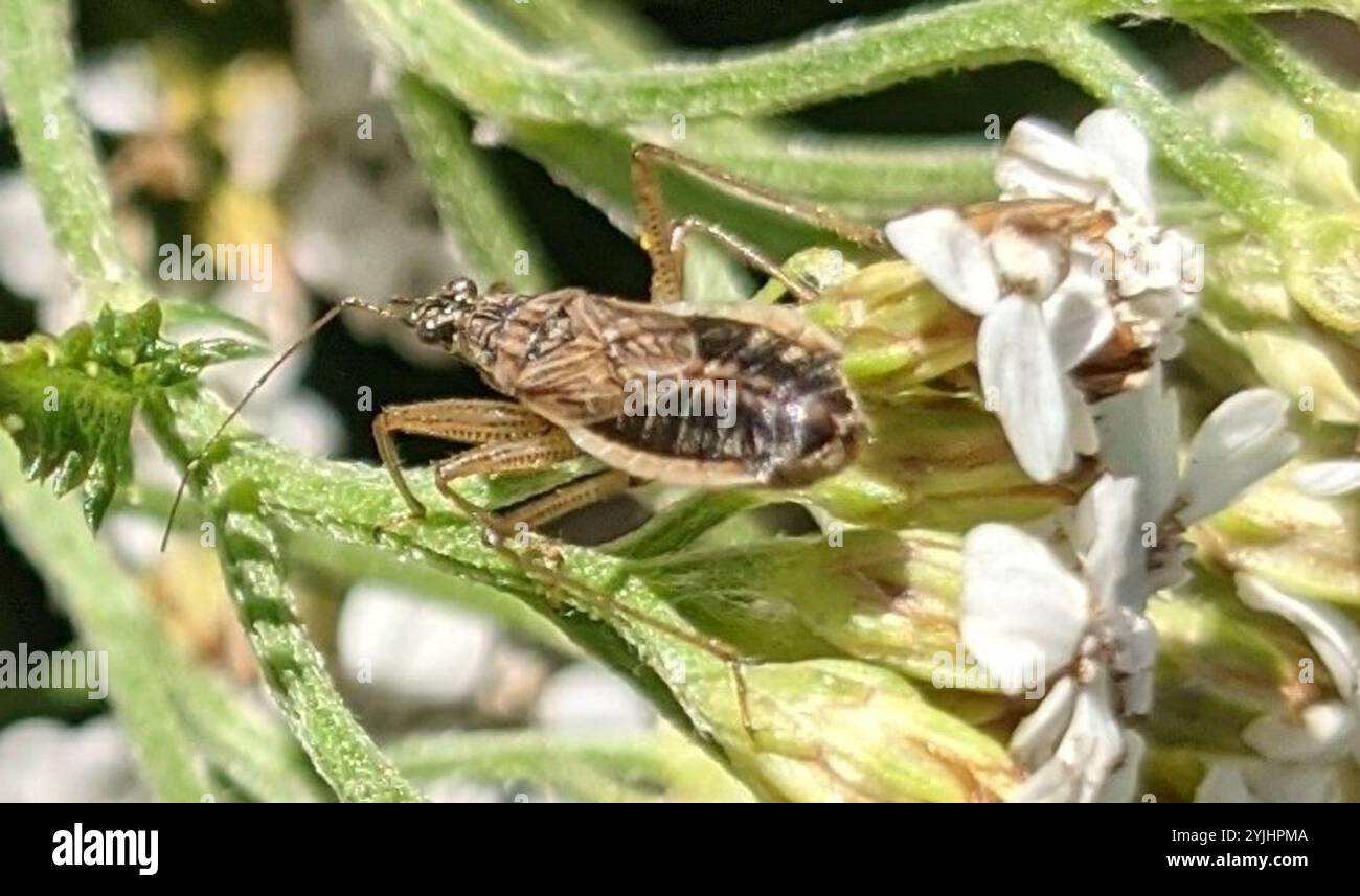 Broad Damsel Bug (Nabis flavomarginatus Stock Photo - Alamy