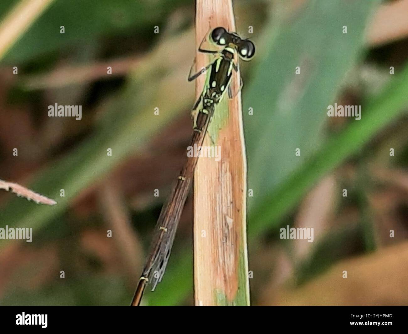 Fragile Forktail (Ischnura posita Stock Photo - Alamy