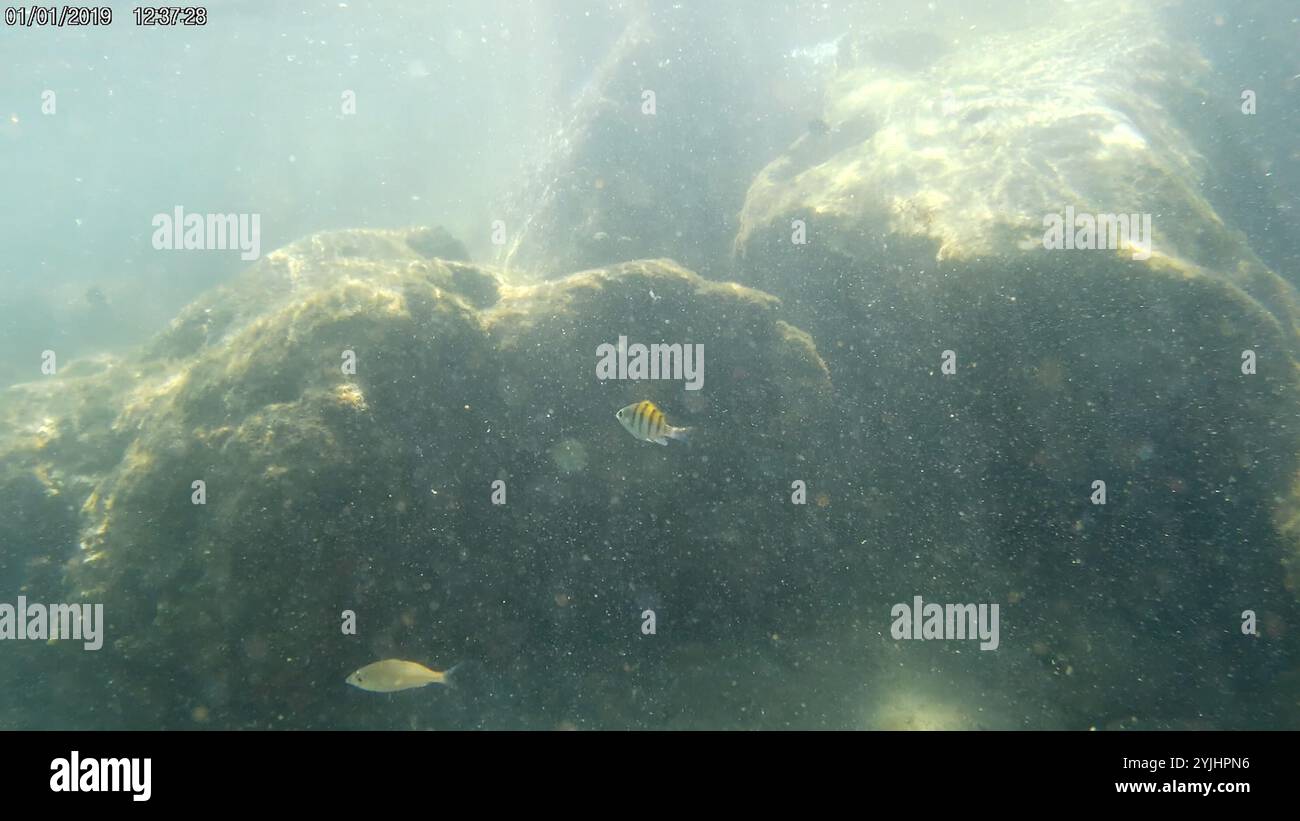 Atlantic Sergeant Major (Abudefduf saxatilis Stock Photo - Alamy