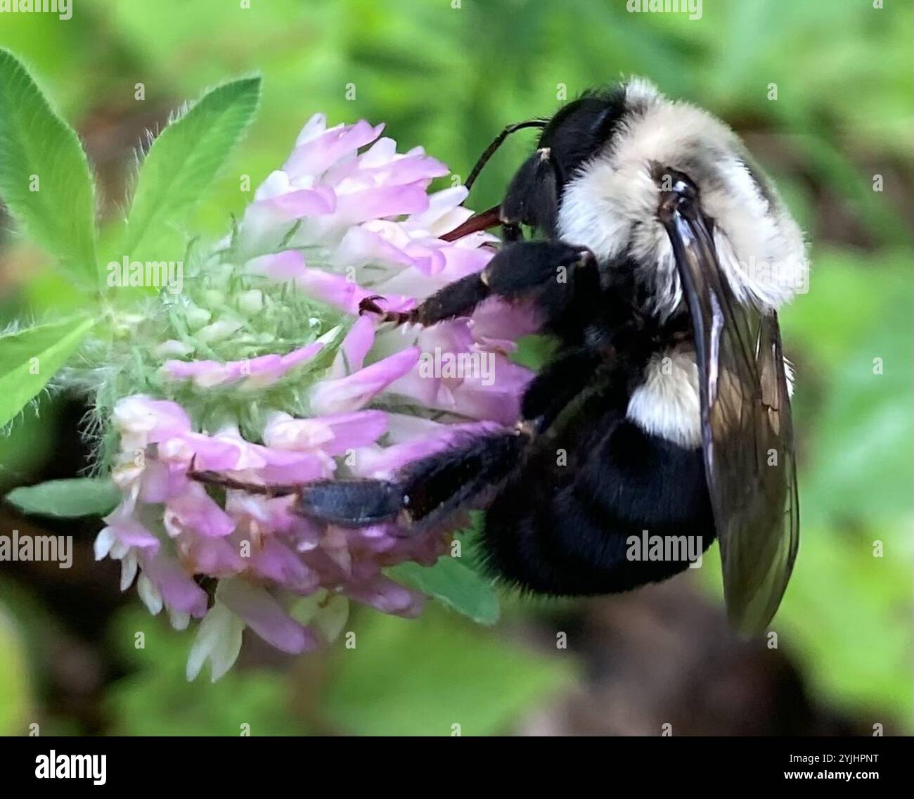 Common Eastern Bumble Bee (Bombus impatiens Stock Photo - Alamy