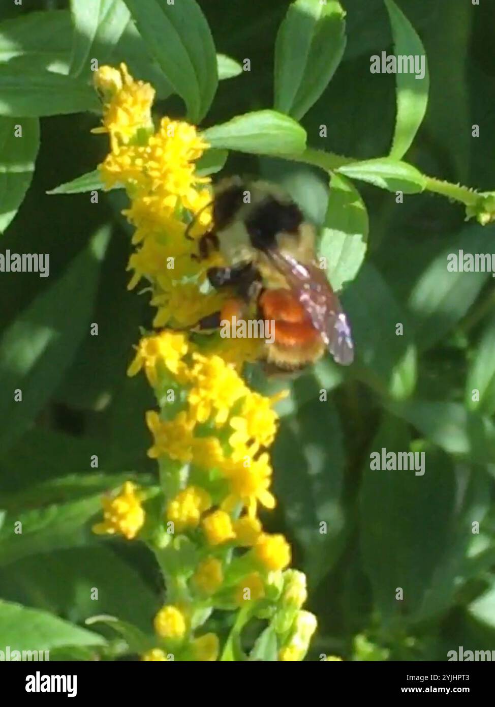 Tricolored Bumble Bee (Bombus ternarius Stock Photo - Alamy