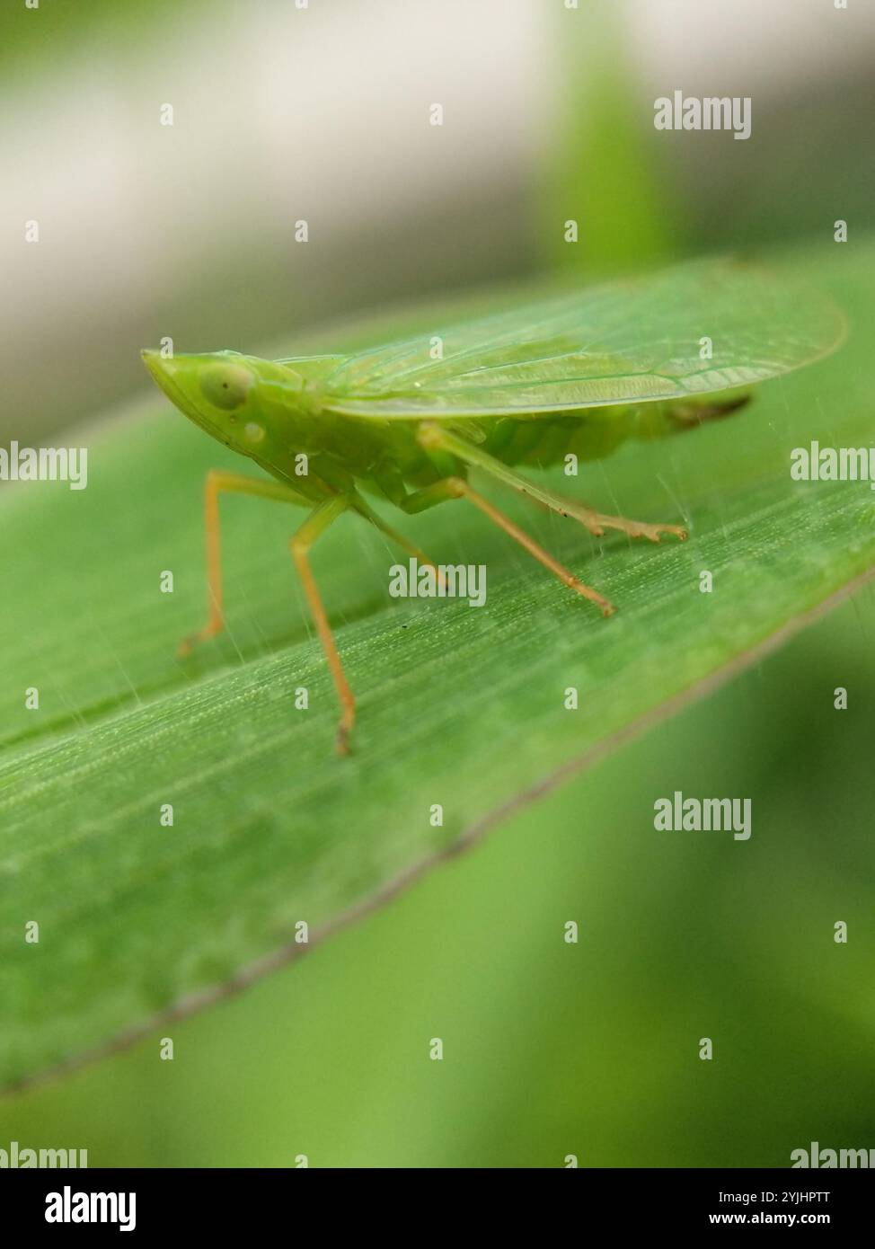 Lingula hi-res stock photography and images - Alamy