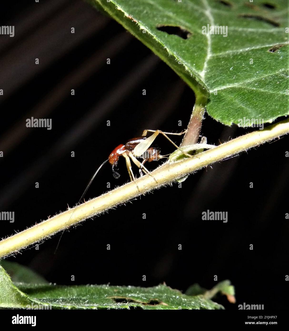 Red-headed Bush Cricket (Phyllopalpus pulchellus Stock Photo - Alamy